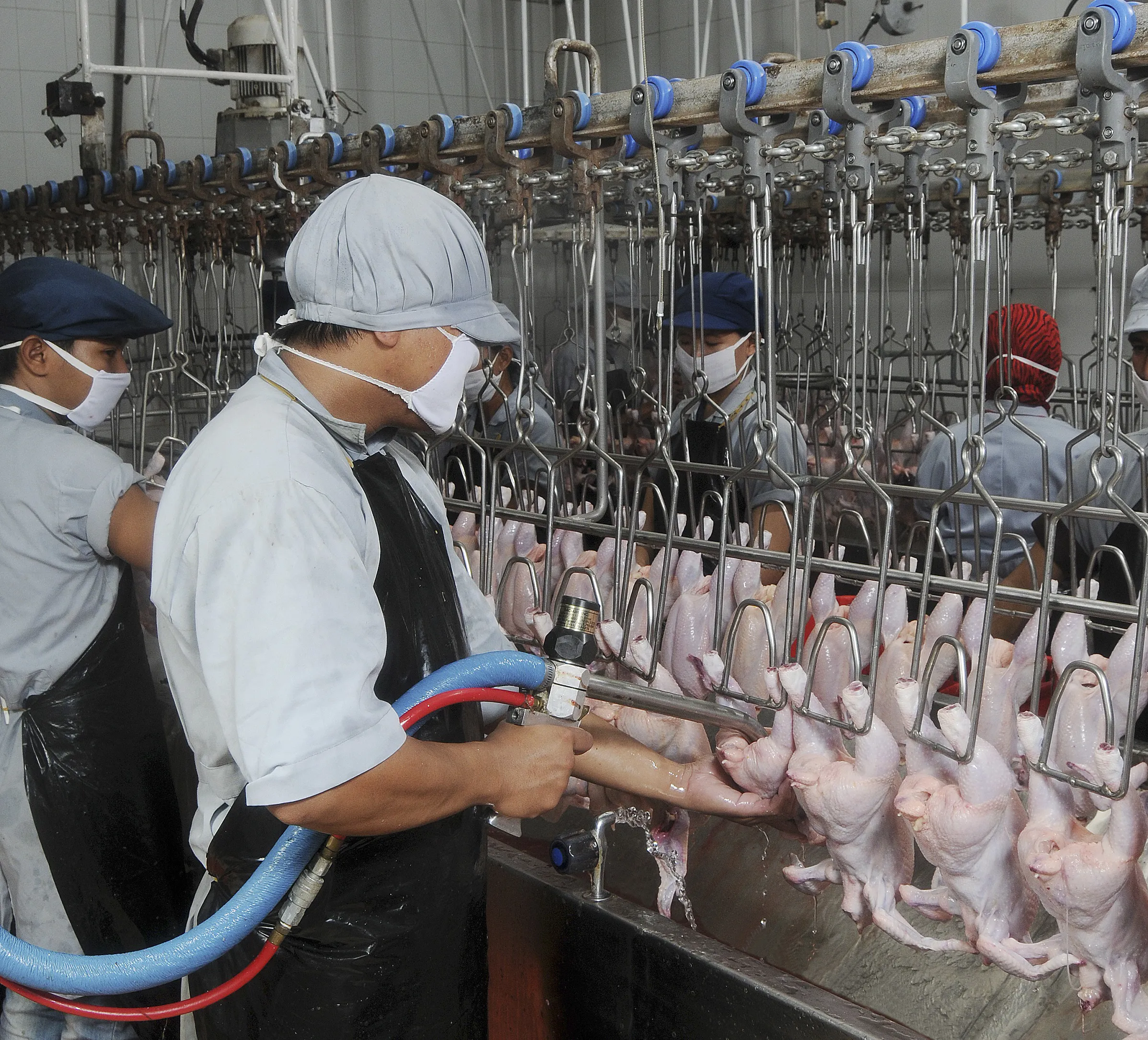 Manual evisceration | Marel