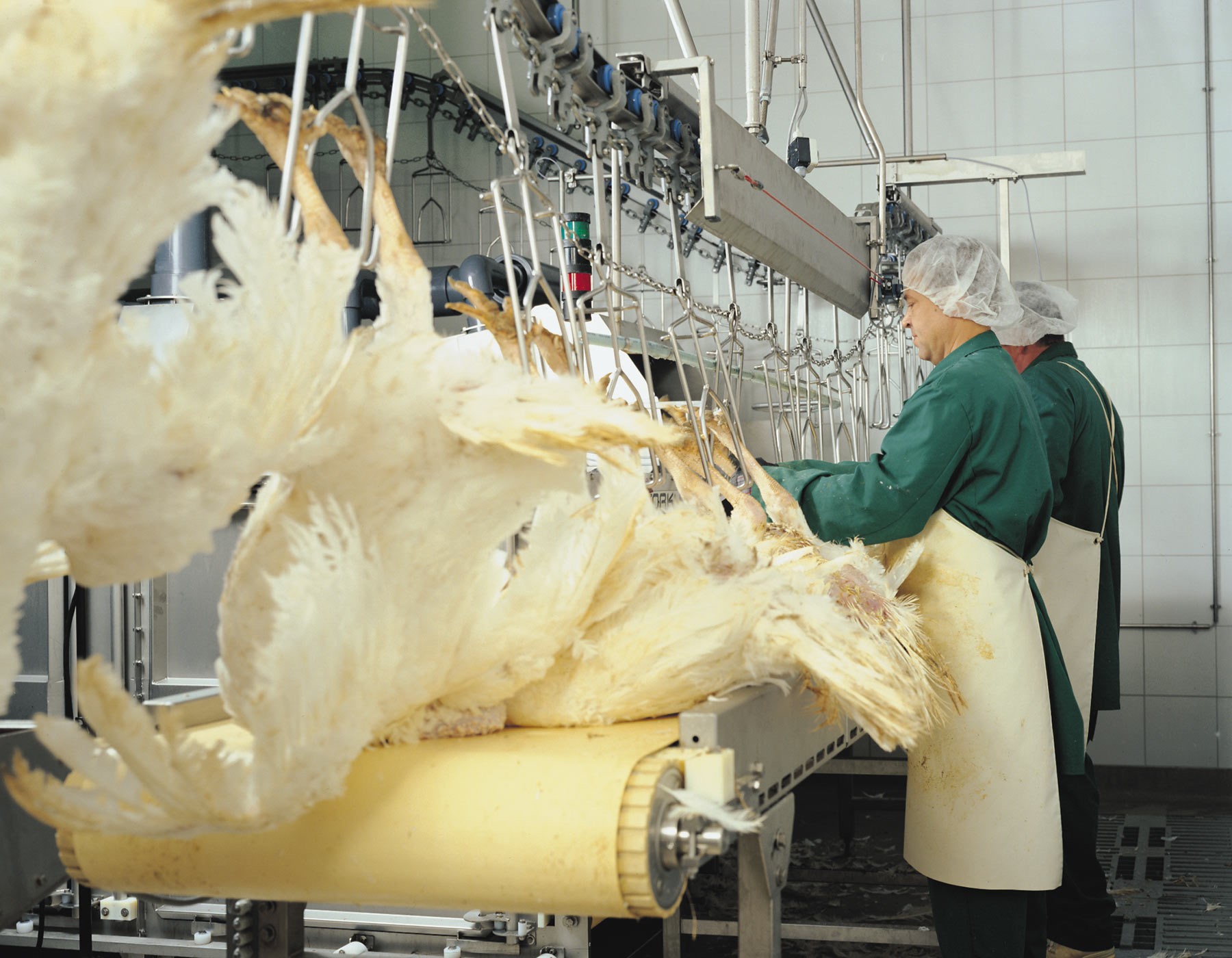 Live bird handling | Marel