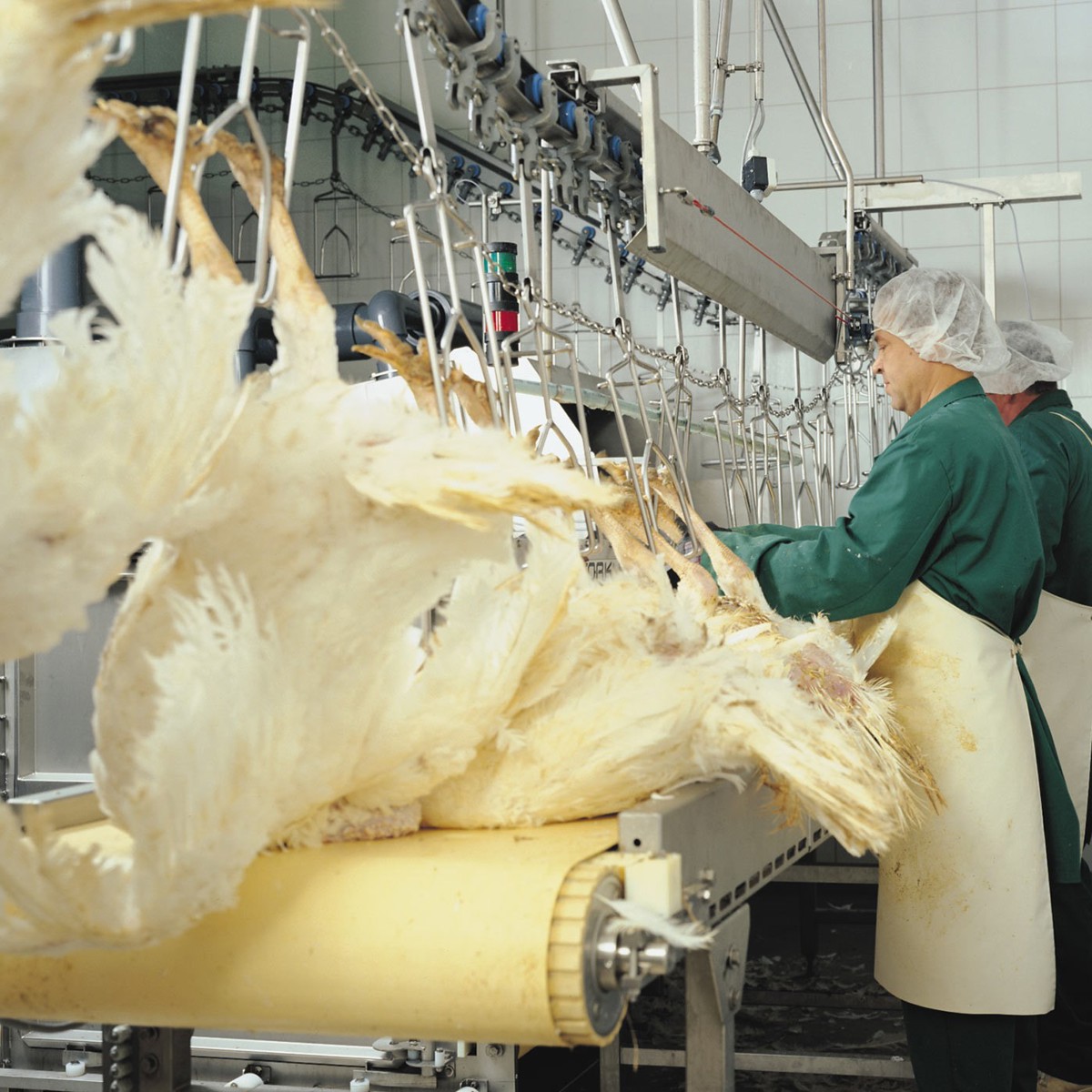 Live bird handling | Marel