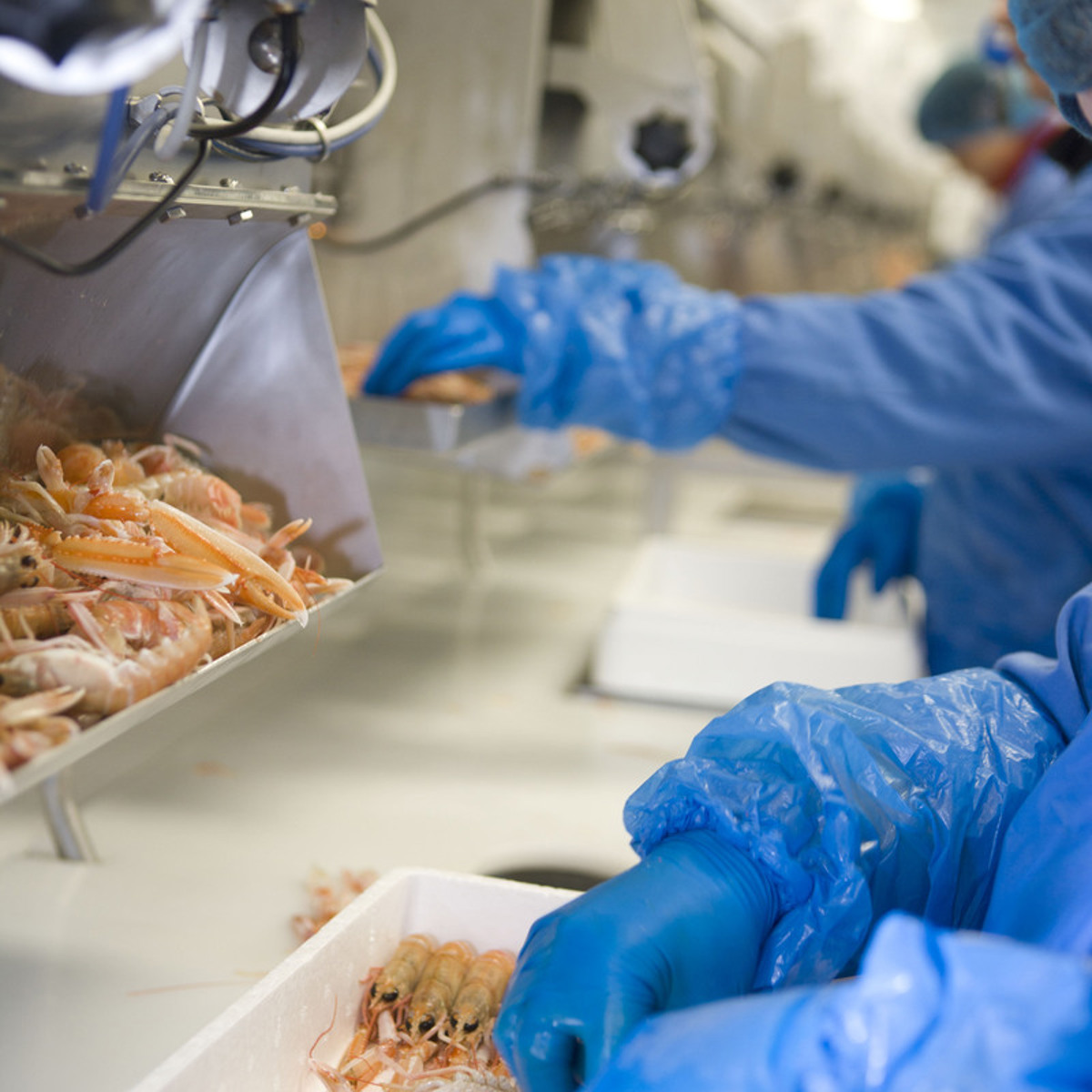 Clasificación y creación de lotes en el procesamiento de marisco | Marel