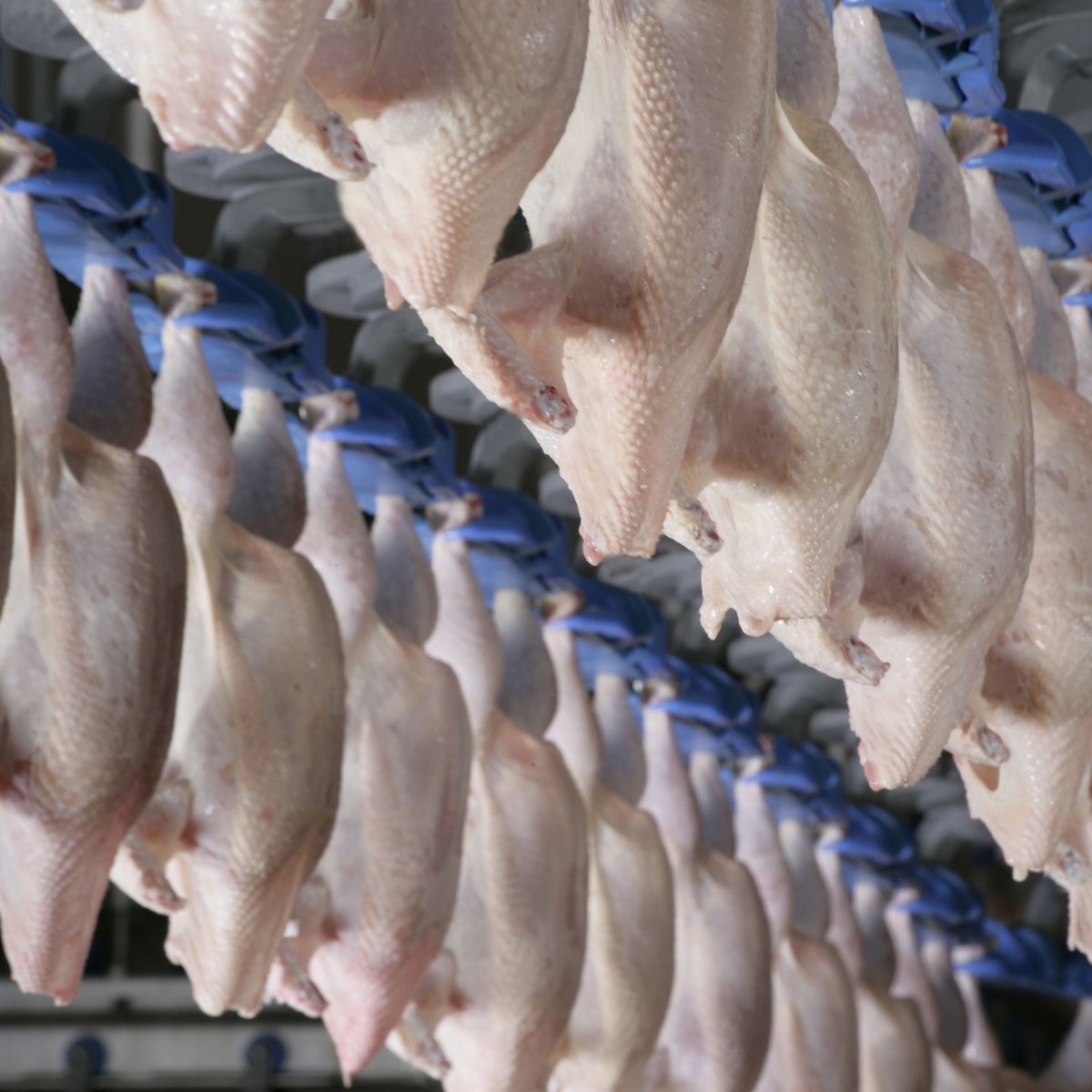 Broiler processing solutions | Marel