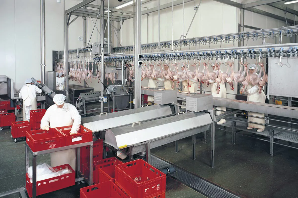 Giblet processing de pavos | Marel