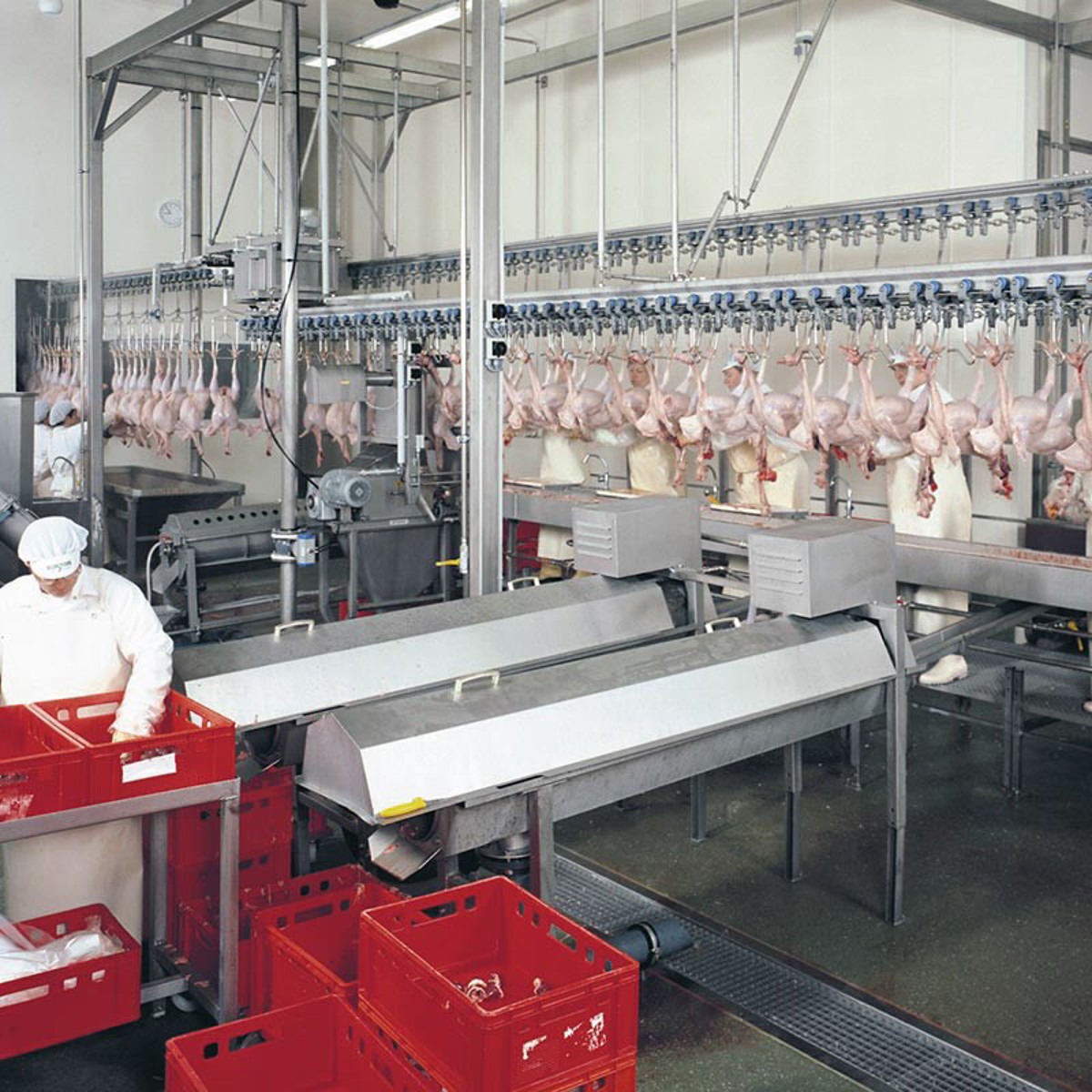 Giblet processing de pavos | Marel