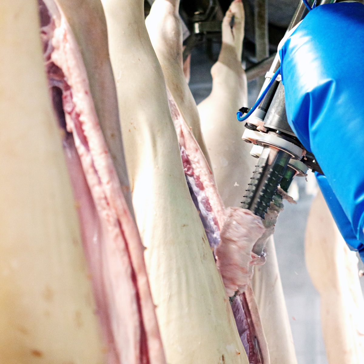 Marel brings unparalleled automation to primary pork processing | Marel