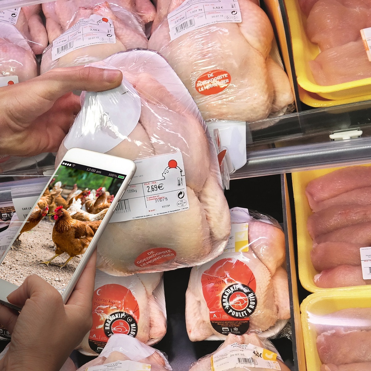 Traceability software in the poultry industry for optimum food safety | Marel