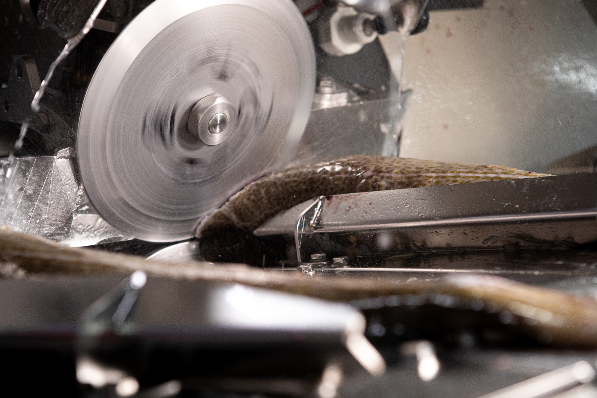 Marel and Curio introduce a complete solution for whitefish processors | Marel