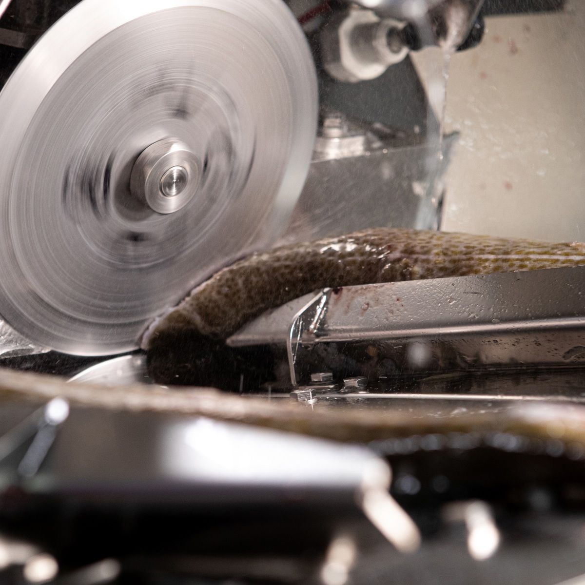 Marel and Curio introduce a complete solution for whitefish processors | Marel