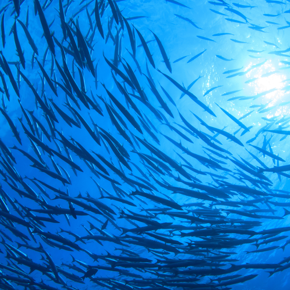 Committed to a sustainable fish industry | Marel