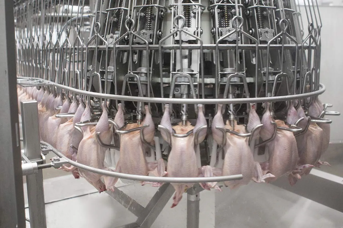 Poultry Vent Cutters | Marel