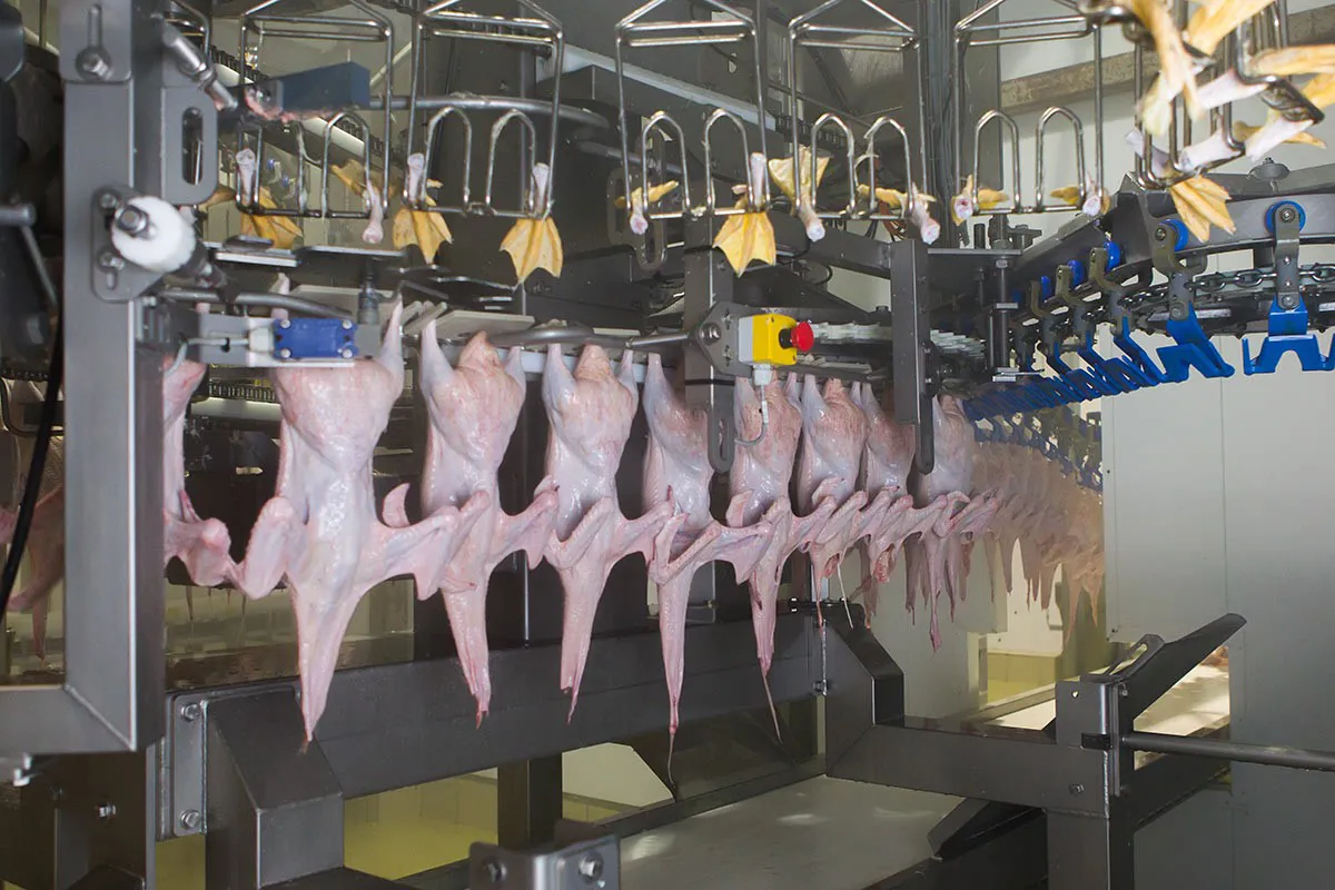 Automatic transfer system TD-EC D | Marel