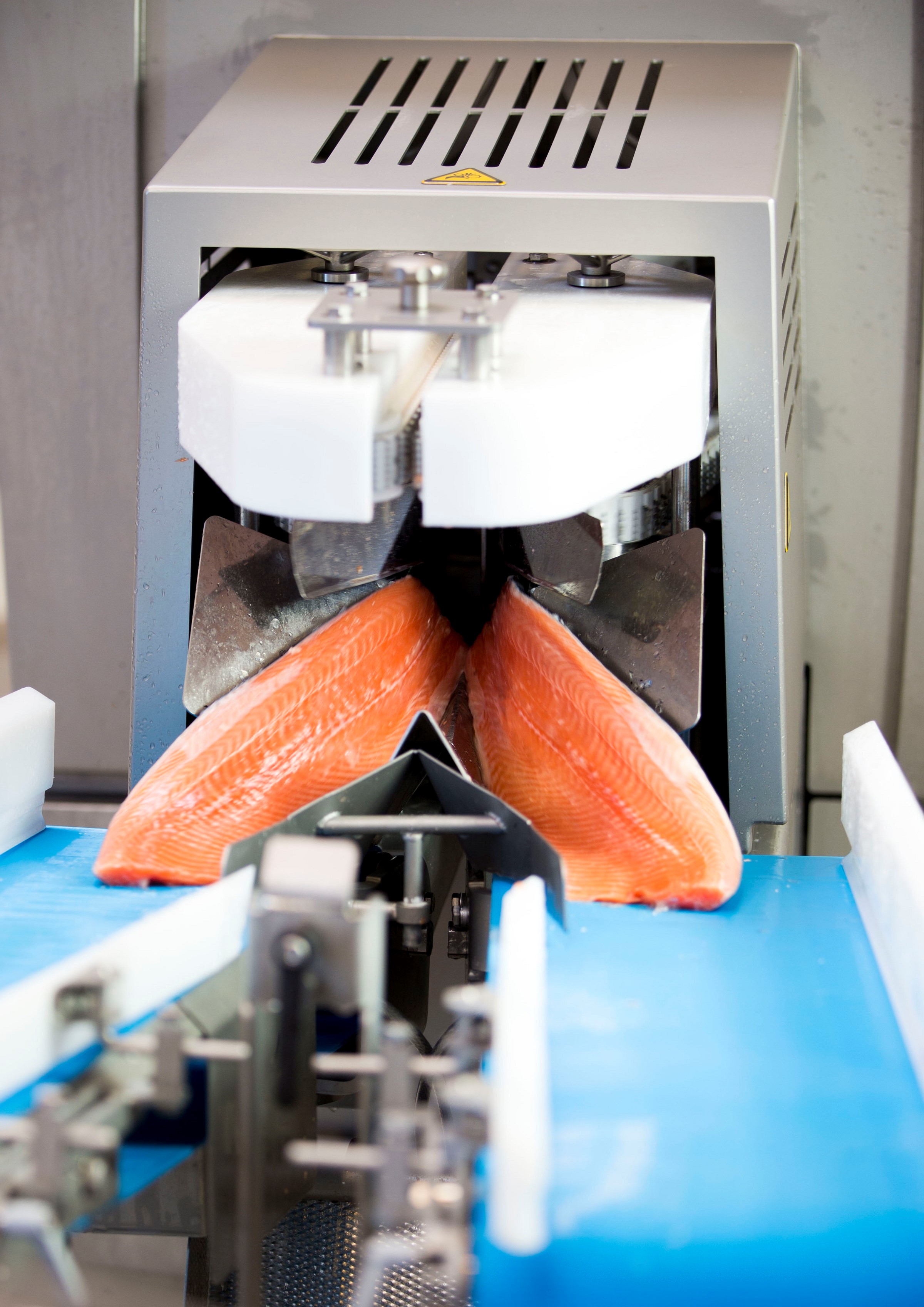Quality scanning of salmon fillets | Marel