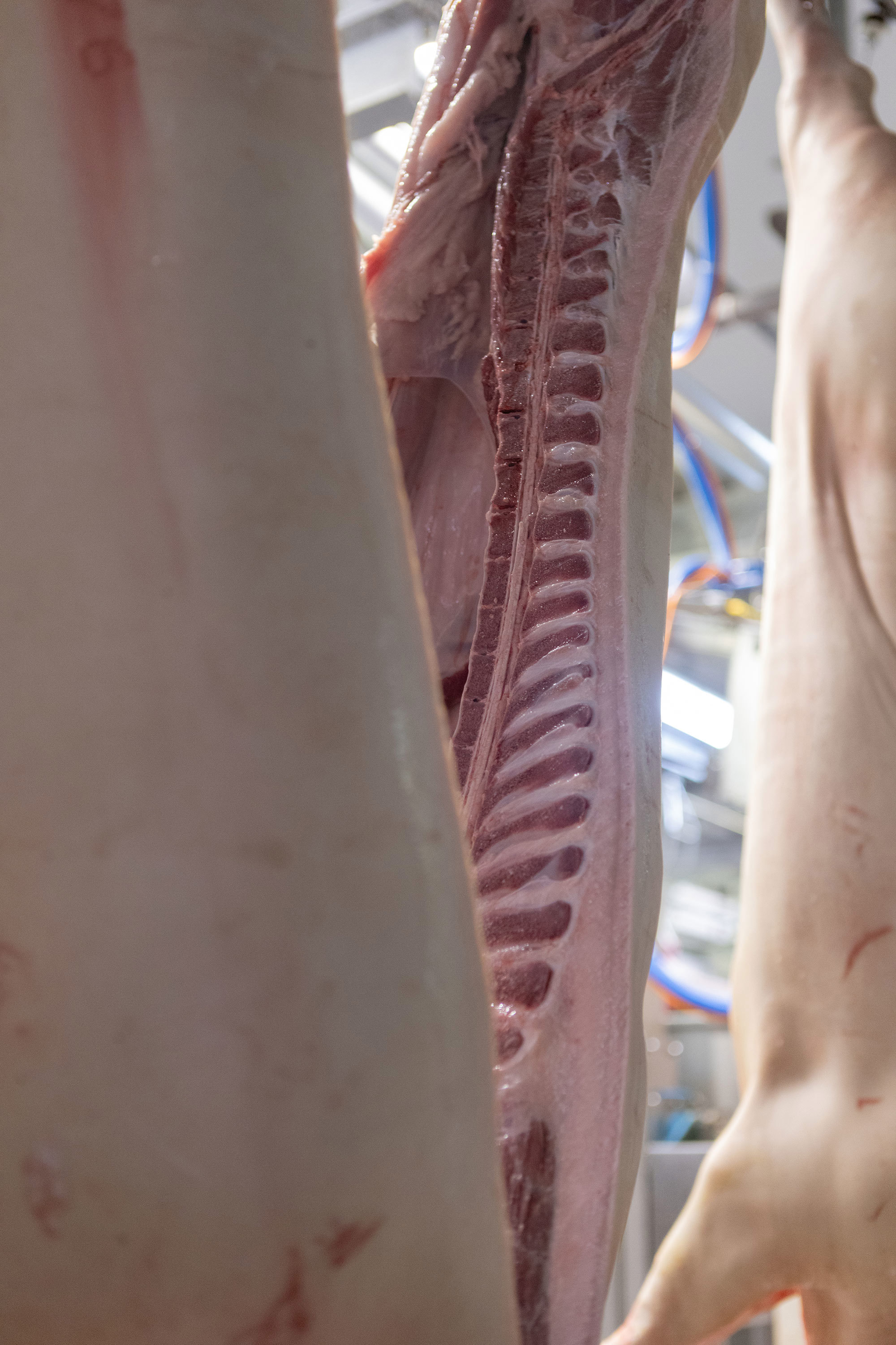 MSS-TT M-Line Splitting Saw | Marel