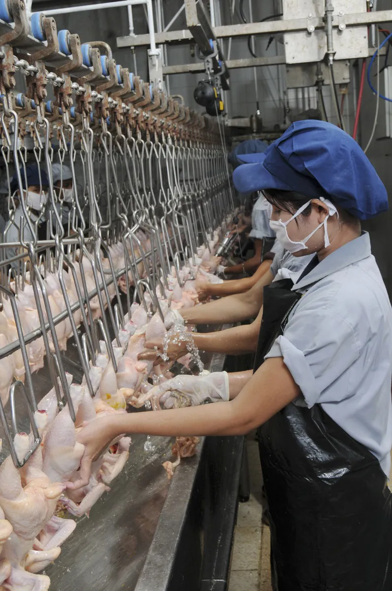 Manual giblet processing | Marel