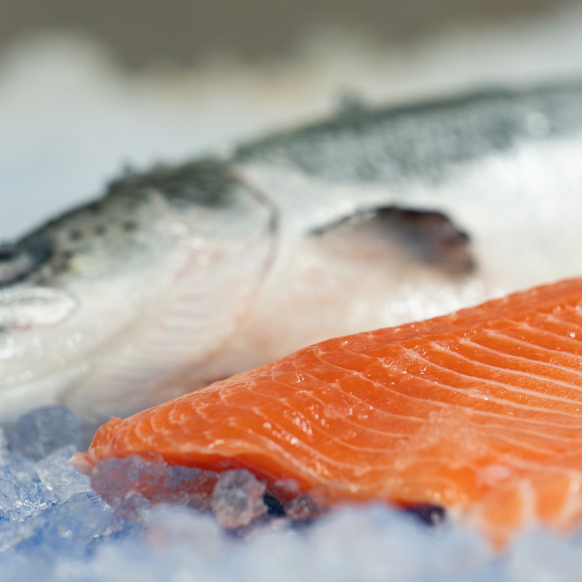 High-tech salmon processing at Oddi hf. with Marel | Marel