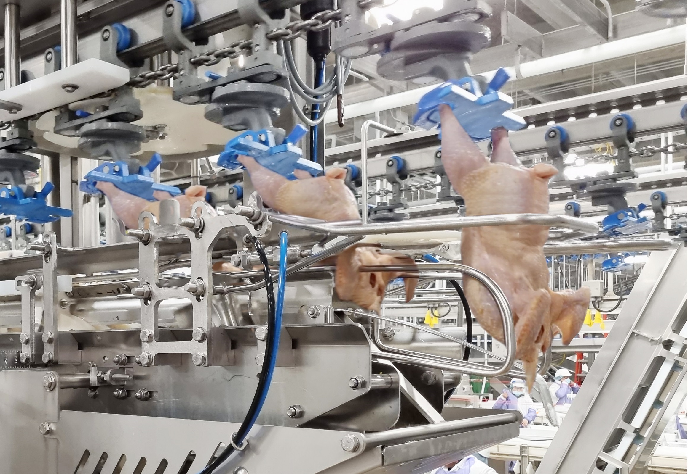 Tecnología de despiece para gustos asiáticos | Marel