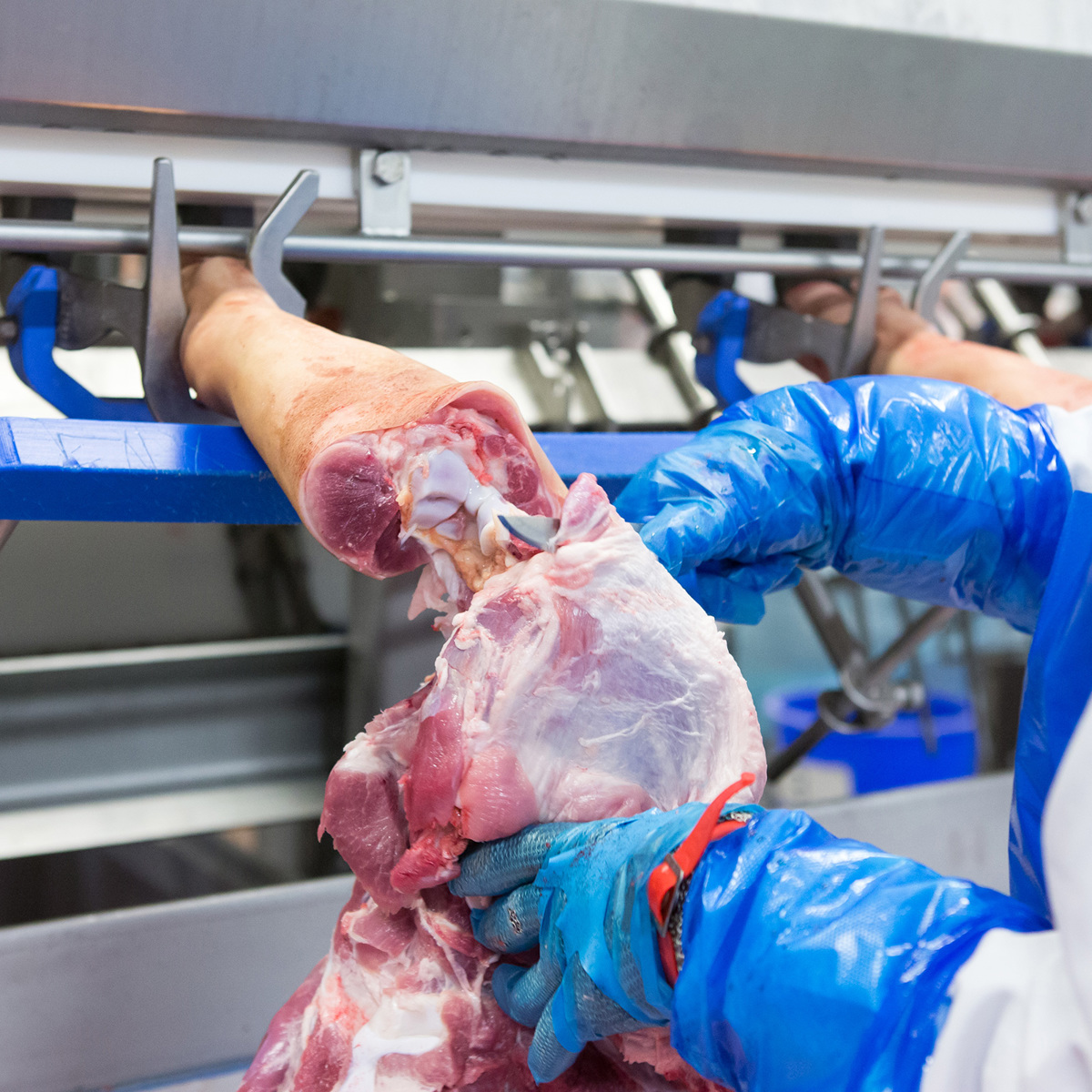Optimizing the fundamentals of pork cutting and deboning | Marel