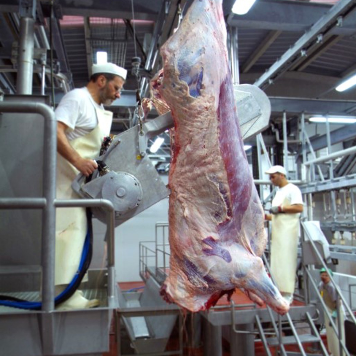 Habillage et éviscération | Marel