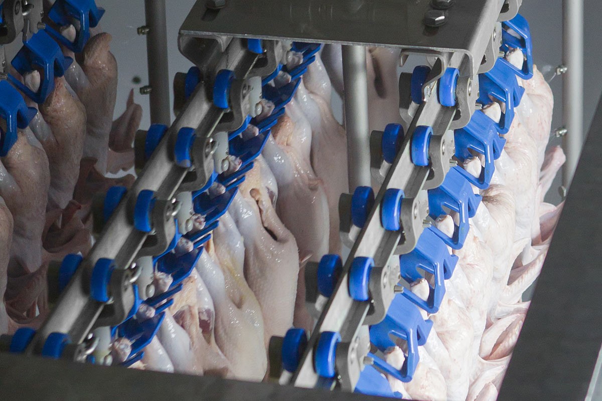 DownFlow Plus for ducks | Marel