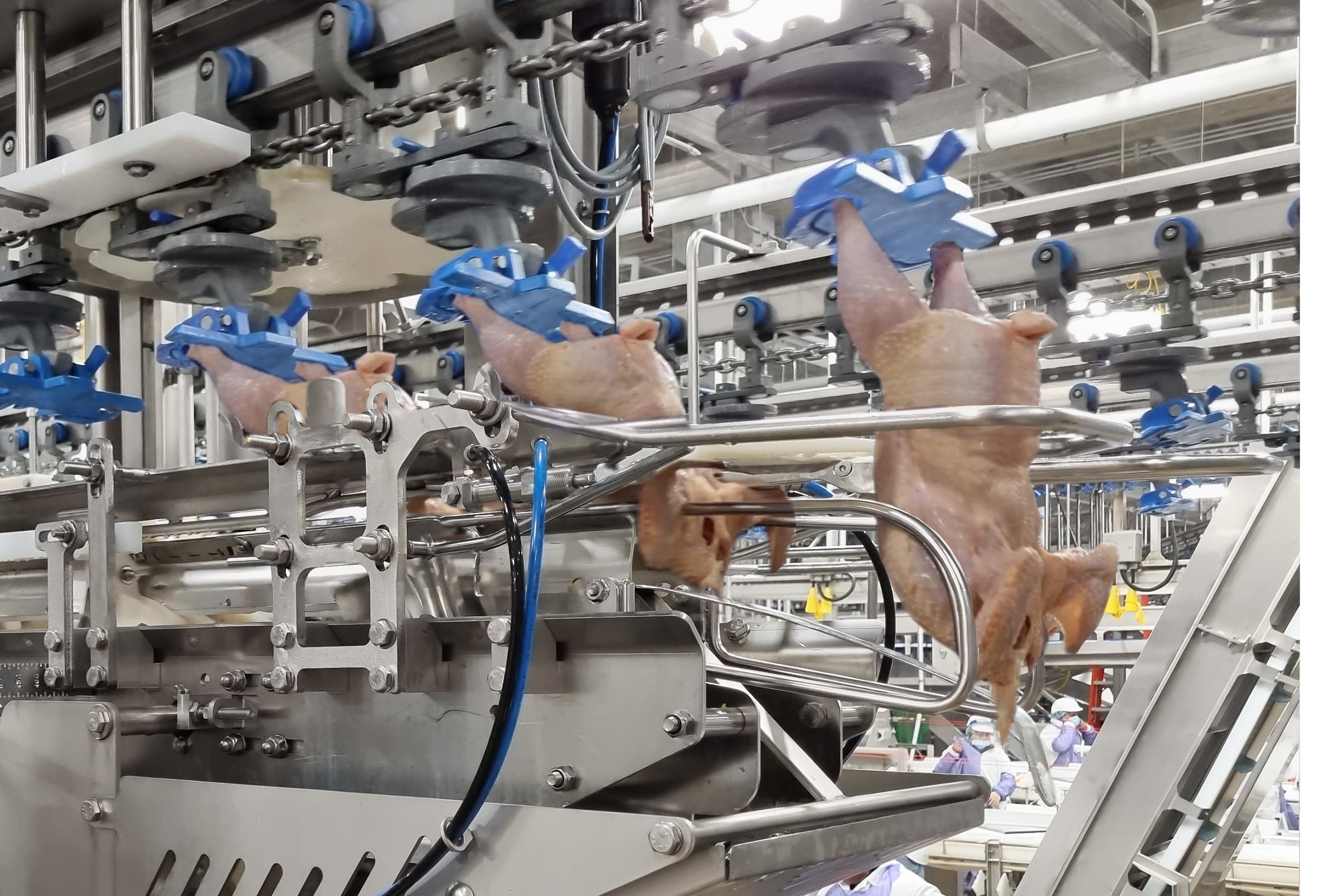 WingMaster mid-wing processor | Marel