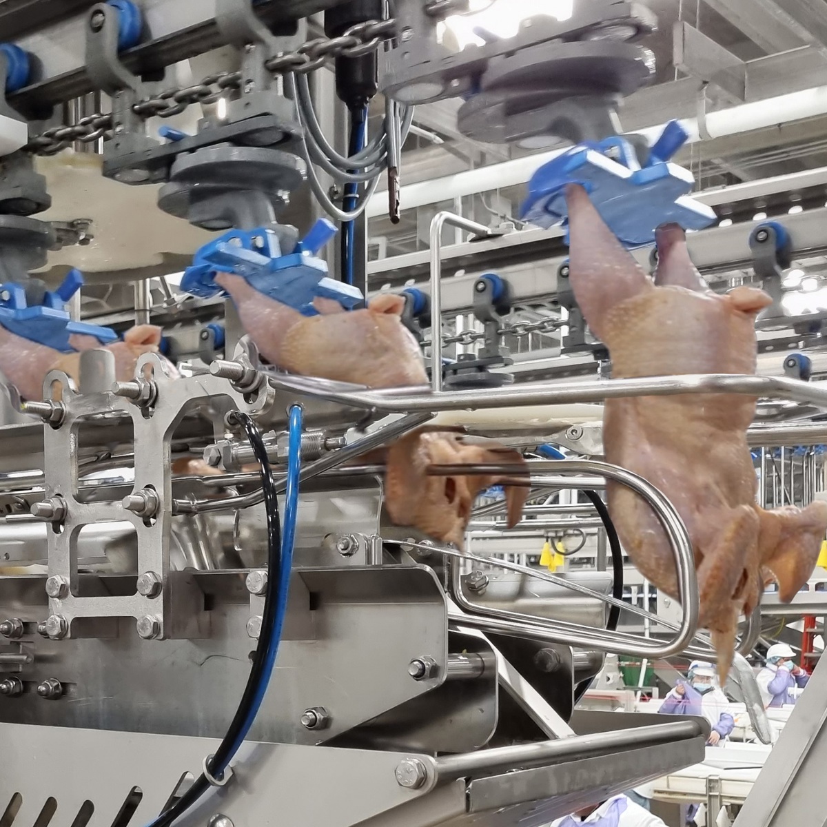 WingMaster mid-wing processor | Marel