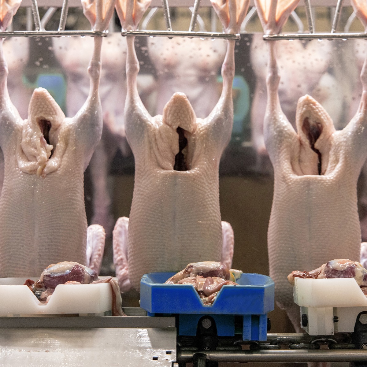 Éviscération | Marel