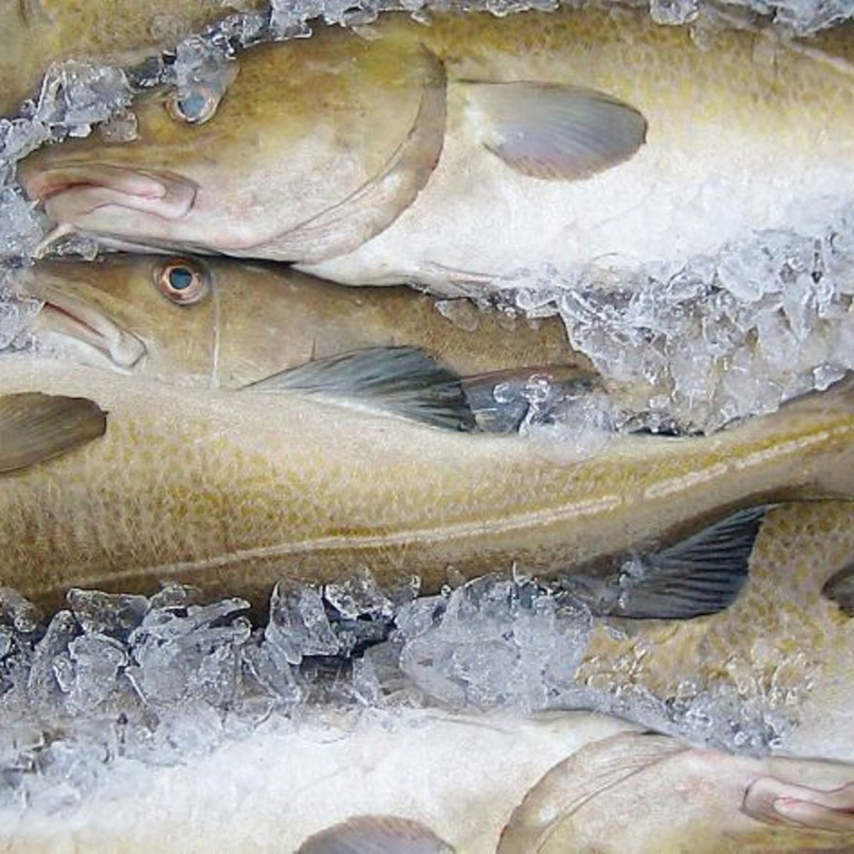 Deheading process for whitefish | Marel