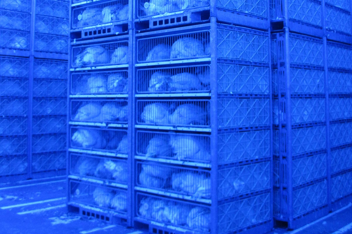 GP Turkey Container Supply System | Marel