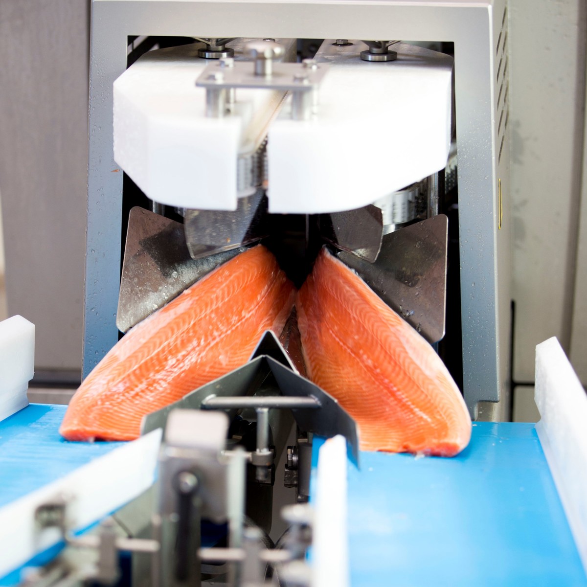 Fillet Processing for the Salmon Industry | Marel