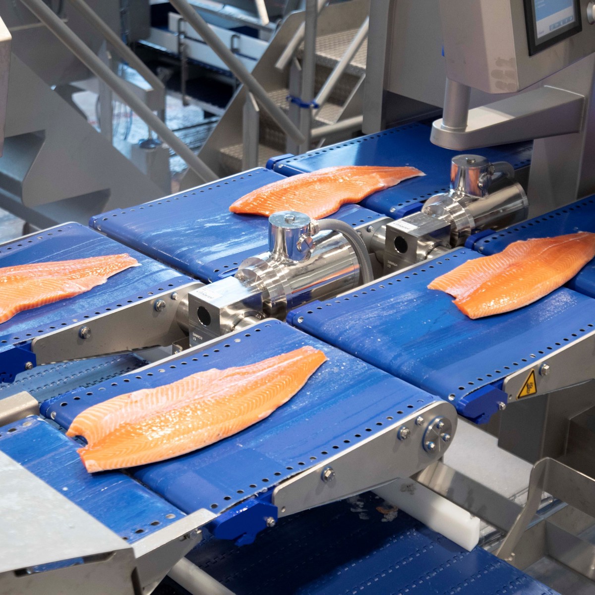 Trimming Equipments for Salmon Processing | Marel