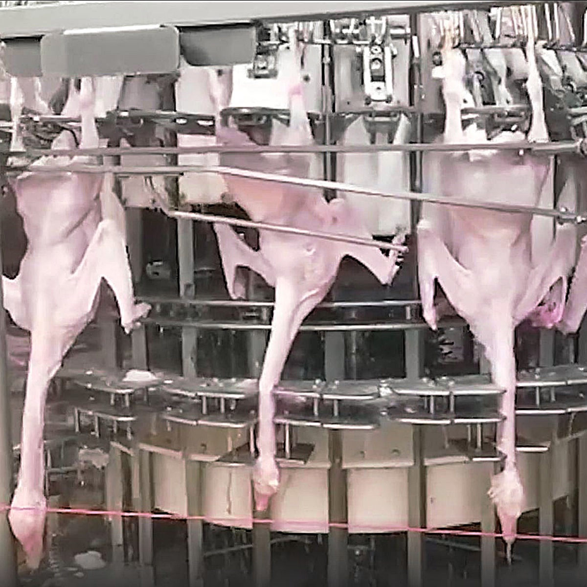 Goose processing | Marel