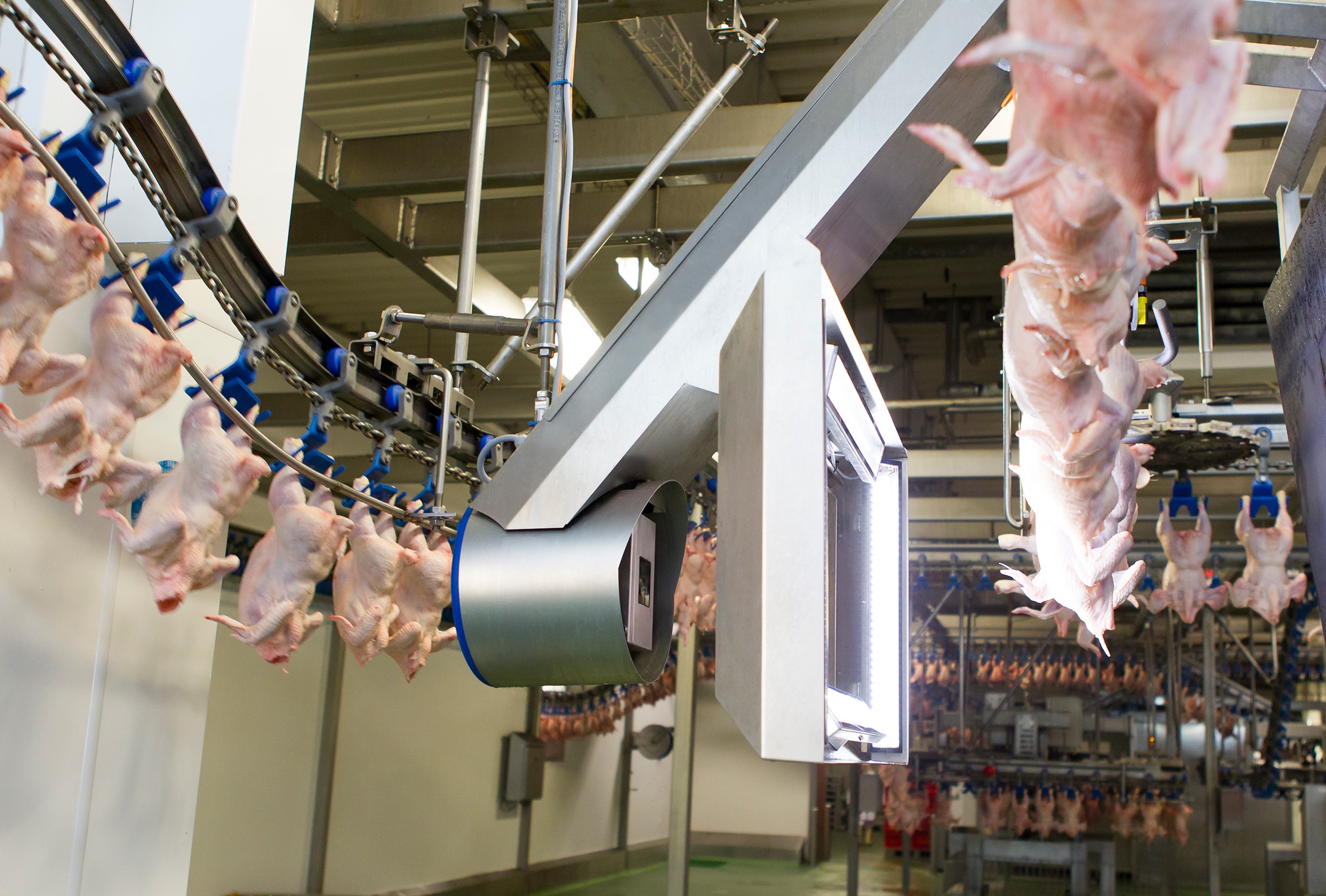 Clasificación visual | Marel