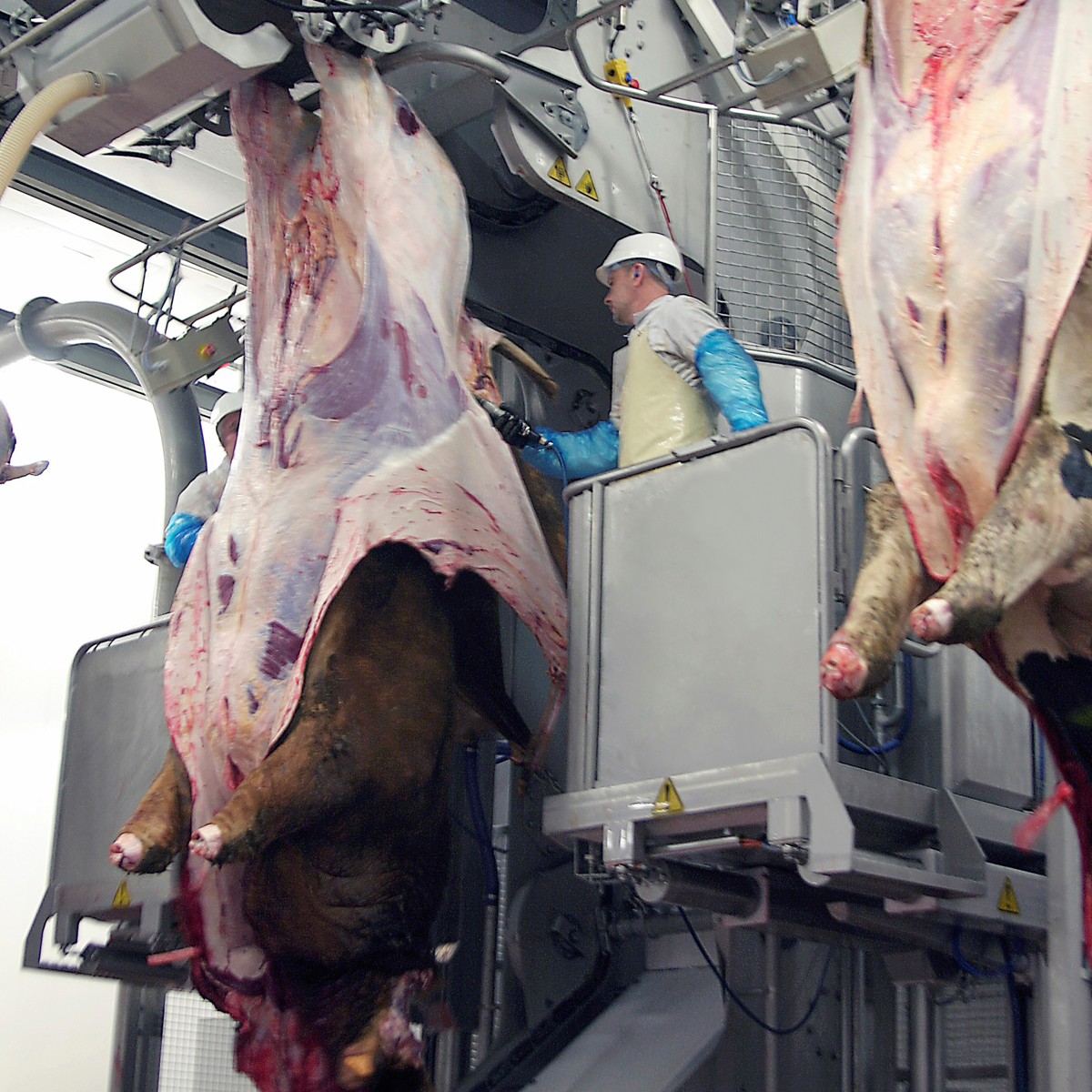 Dehiding Equipment - Cattle Hide Pullers | Marel