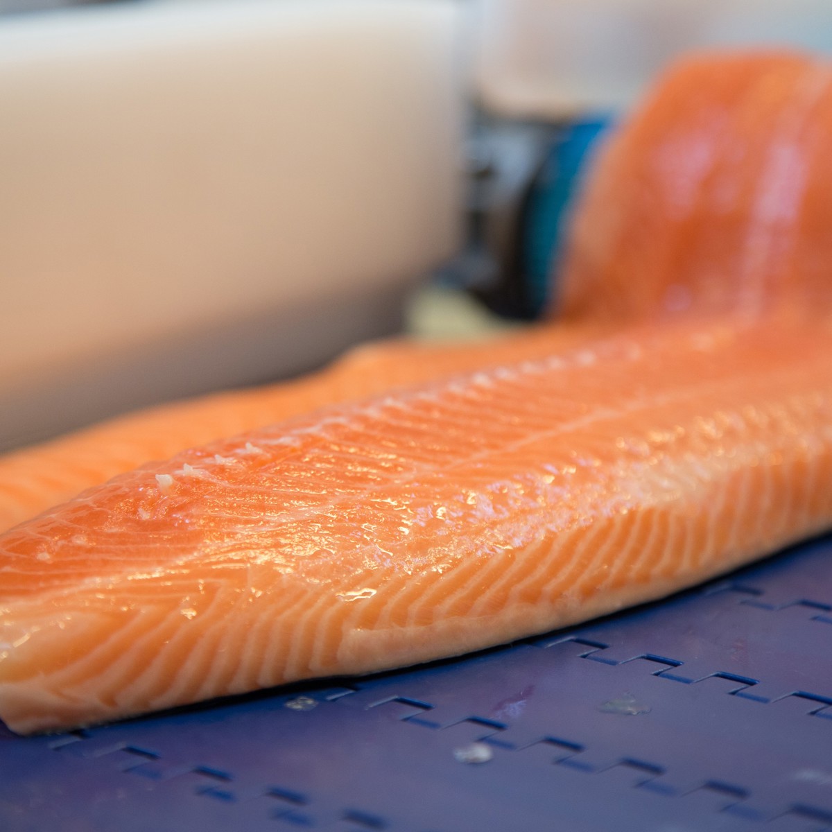 Filleting solutions for the salmon industry | Marel