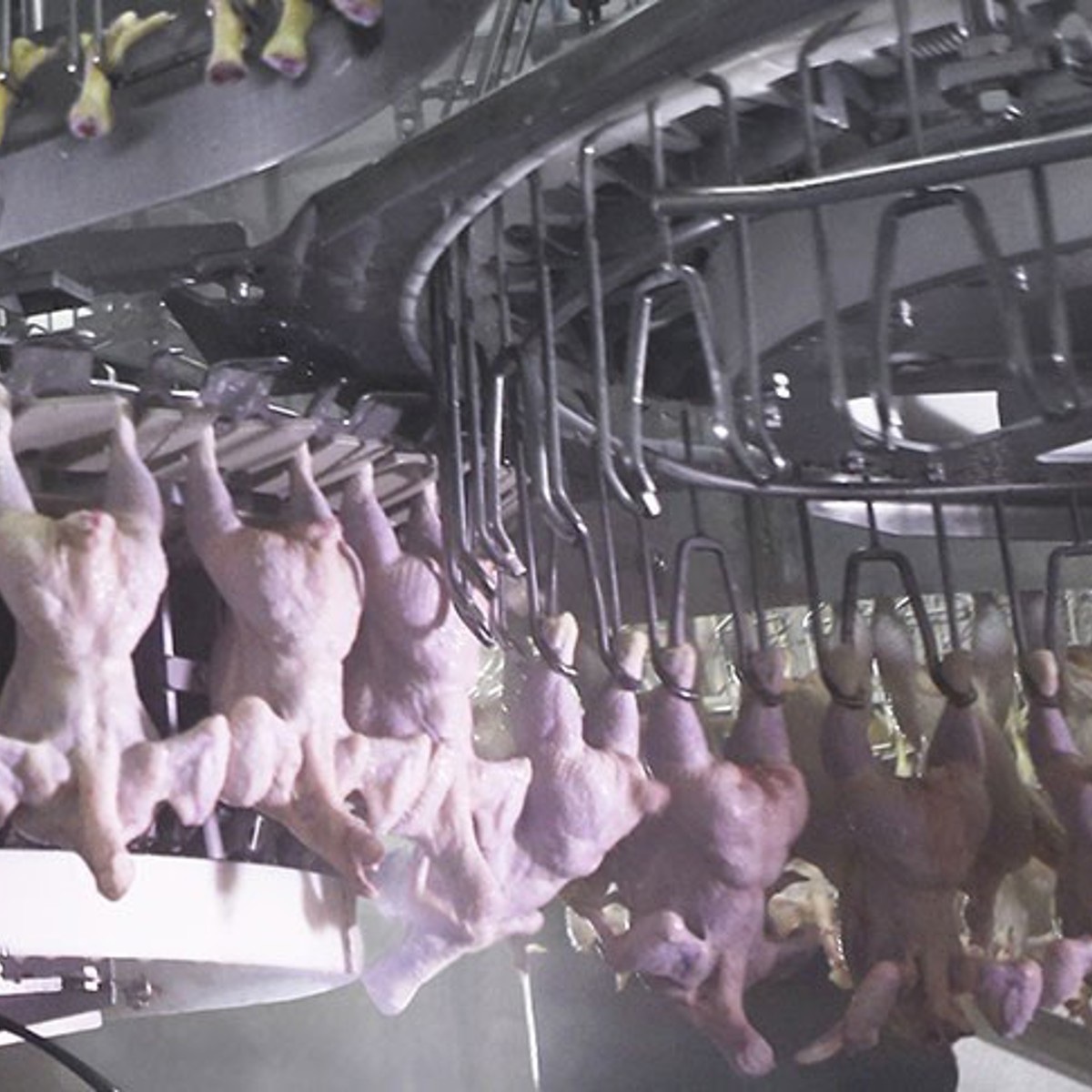 A key role for LineLink transfer systems in a 15,000 bph process | Marel