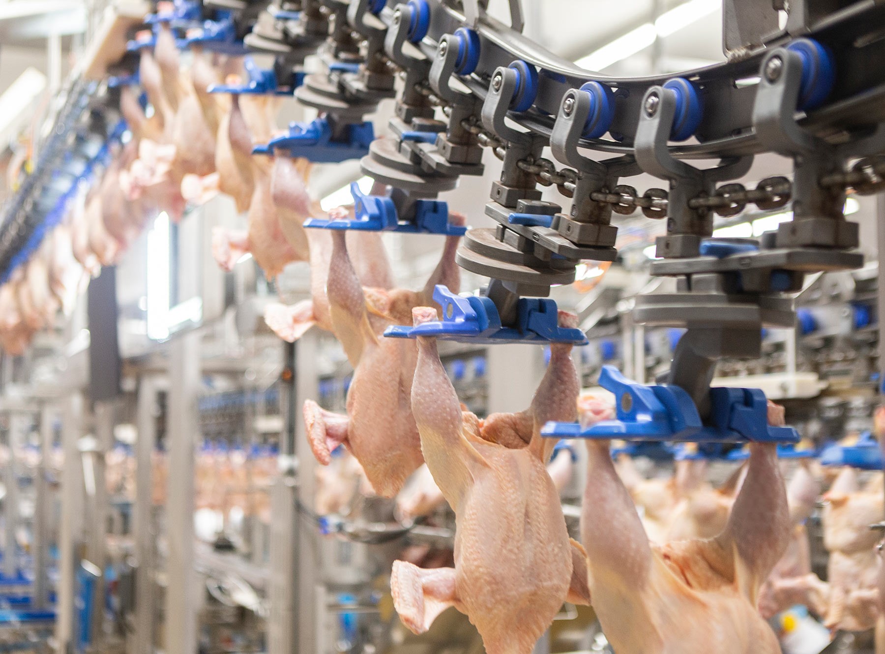 New high-speed secondary process for Drobex | Marel