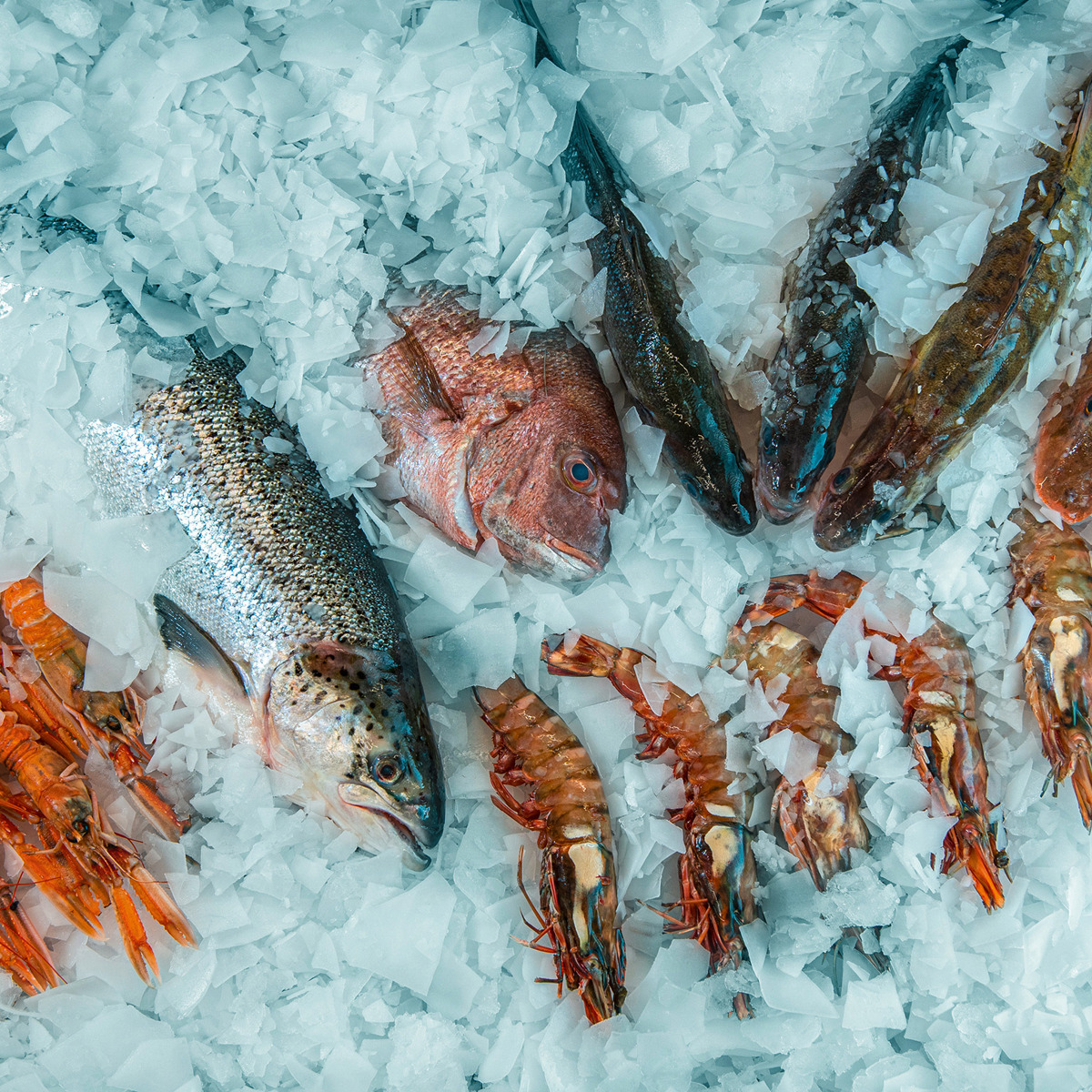 Seafood primary processing | Marel