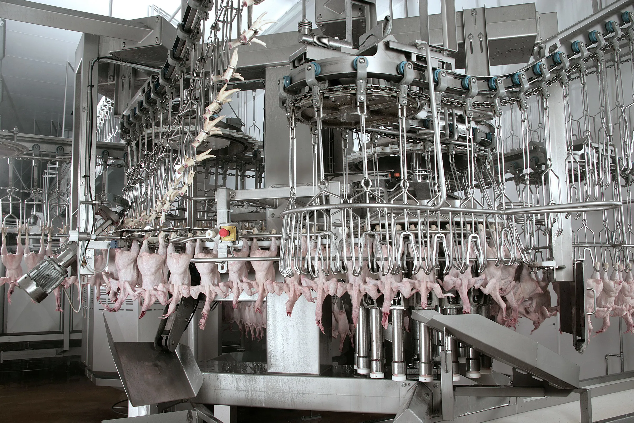 Automatic transfer system TR-DE NT | Marel