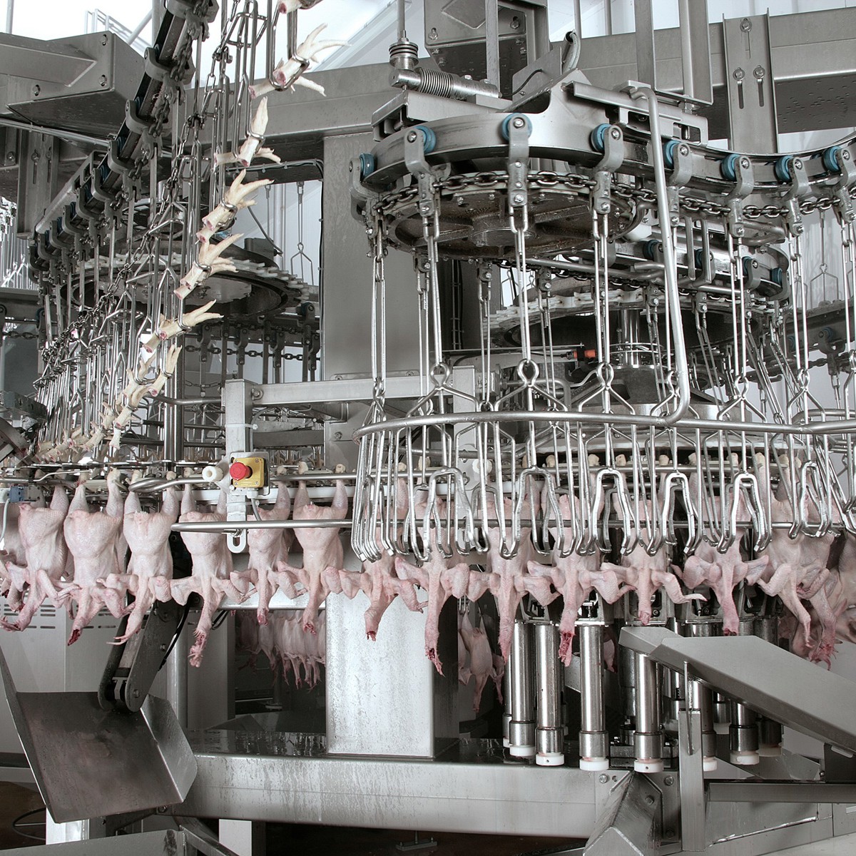 Automatic transfer system TR-DE NT | Marel