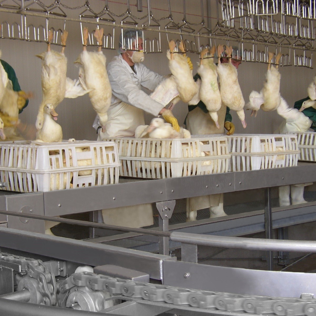 Supply crate system for ducks | Marel