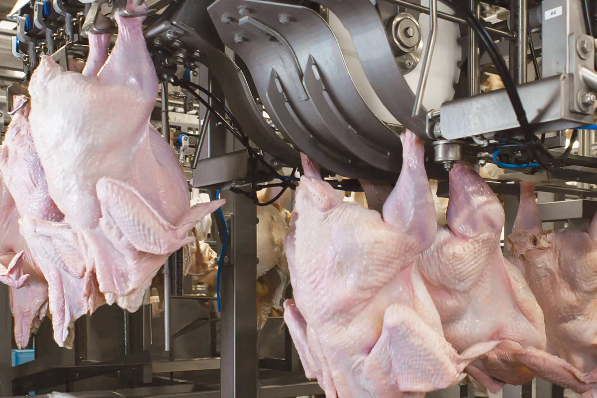 Transfer System | Marel