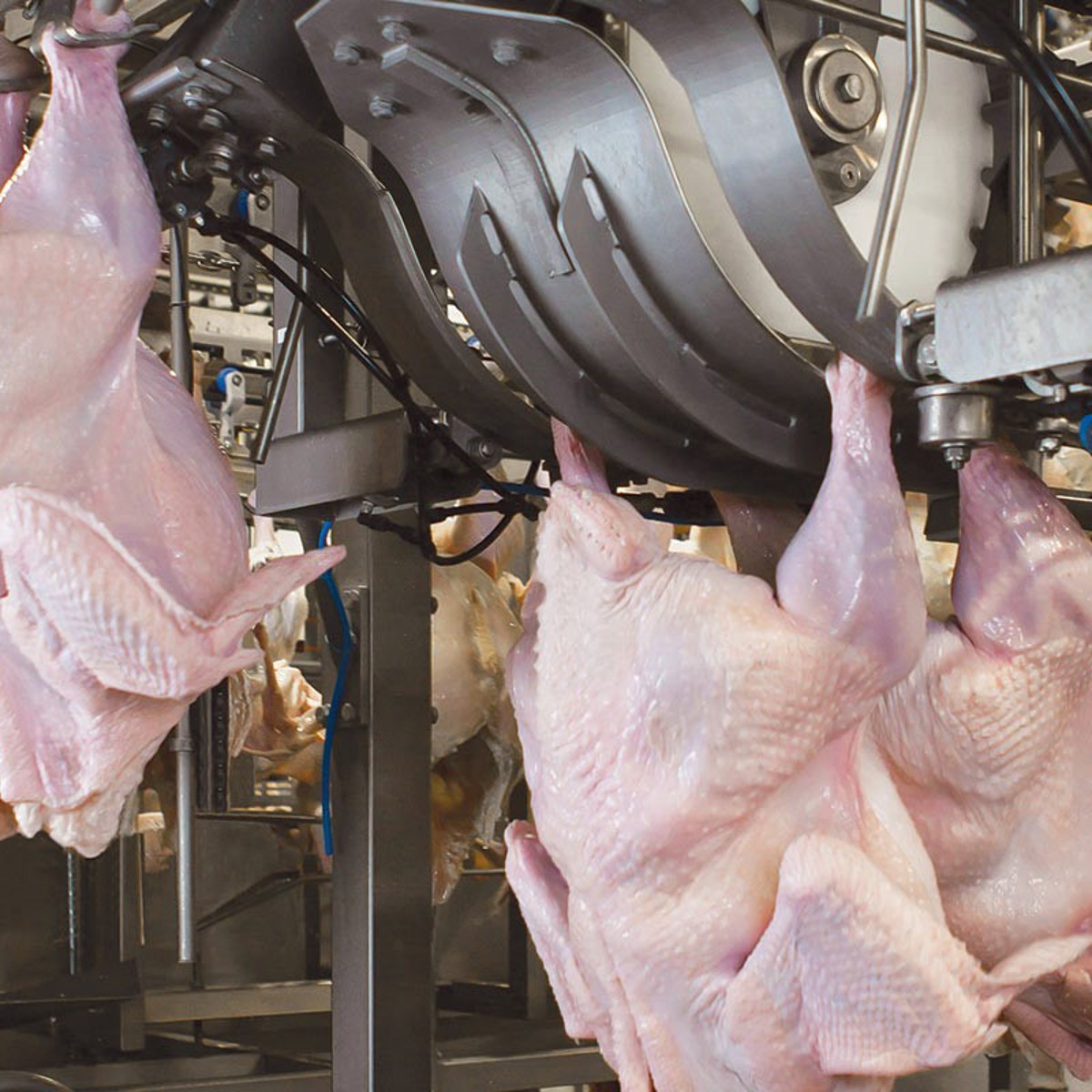 Transfer System | Marel