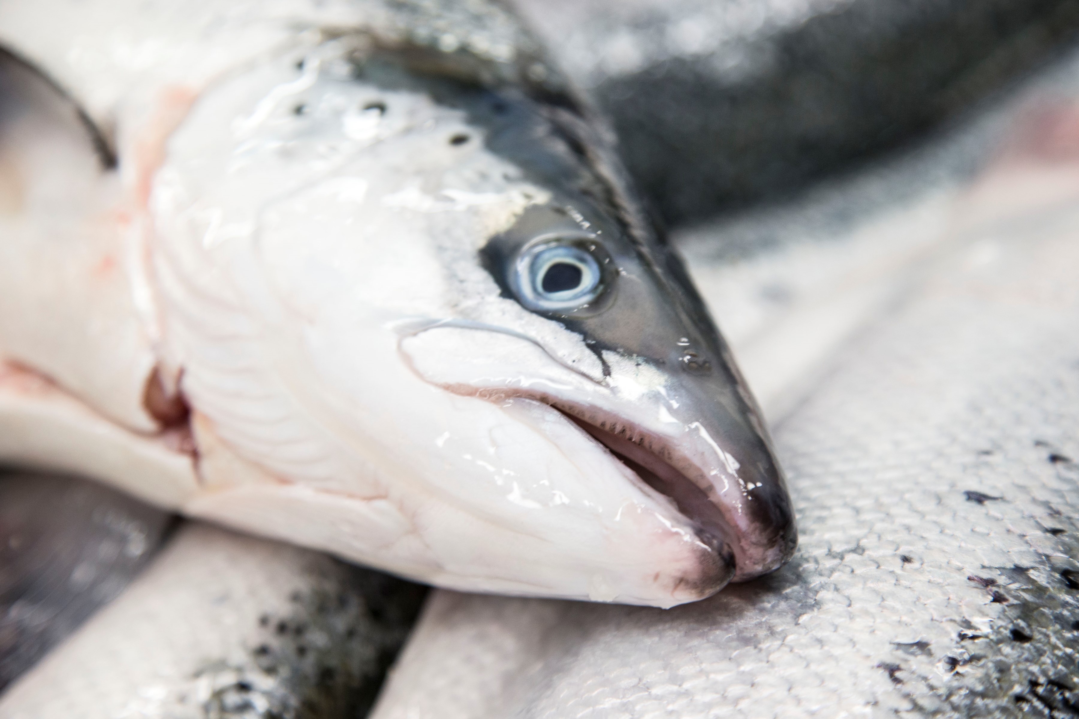 Marel | Food processing solutions