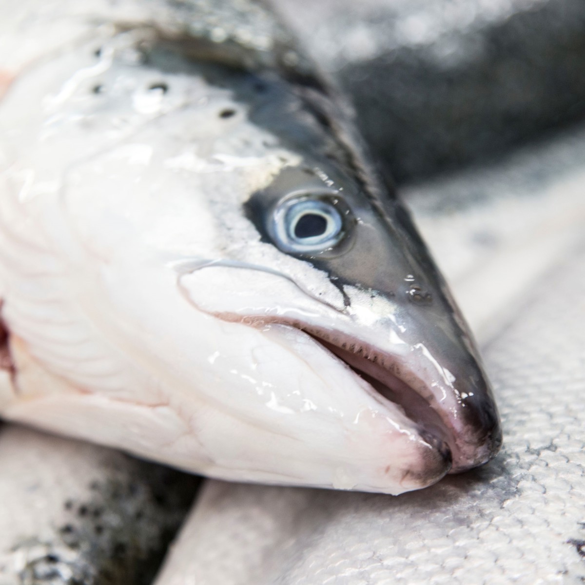 Deheading Solutions for the Salmon Industry | Marel