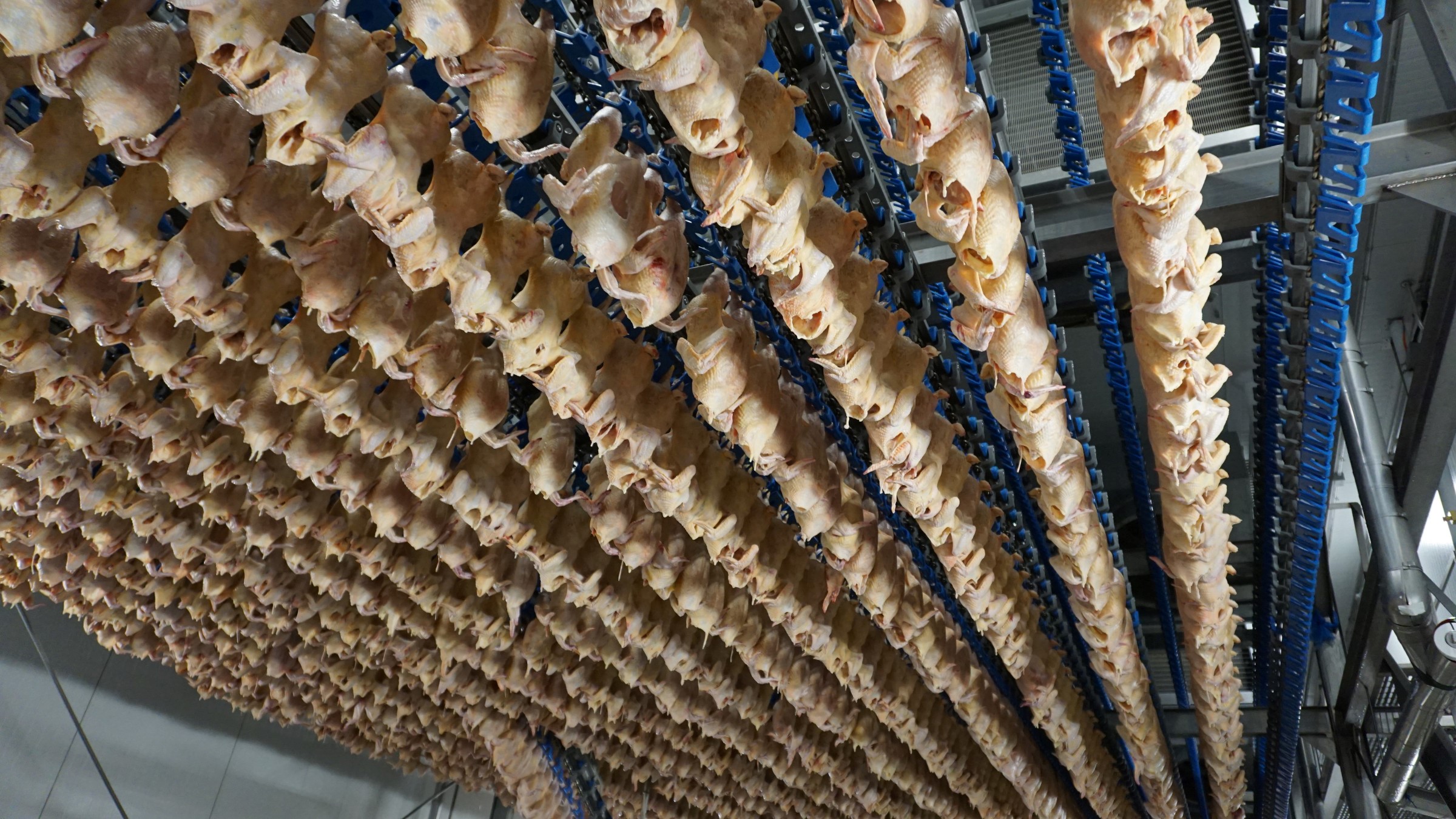 Air chilling growth in North America | Marel