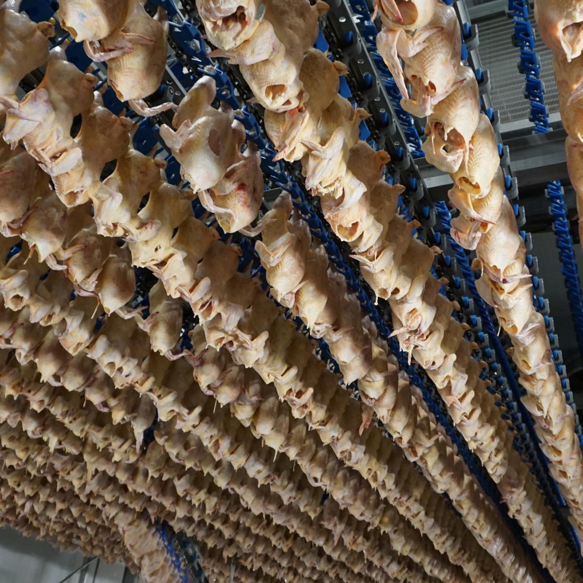 Rethinking poultry chilling in the USA | Marel