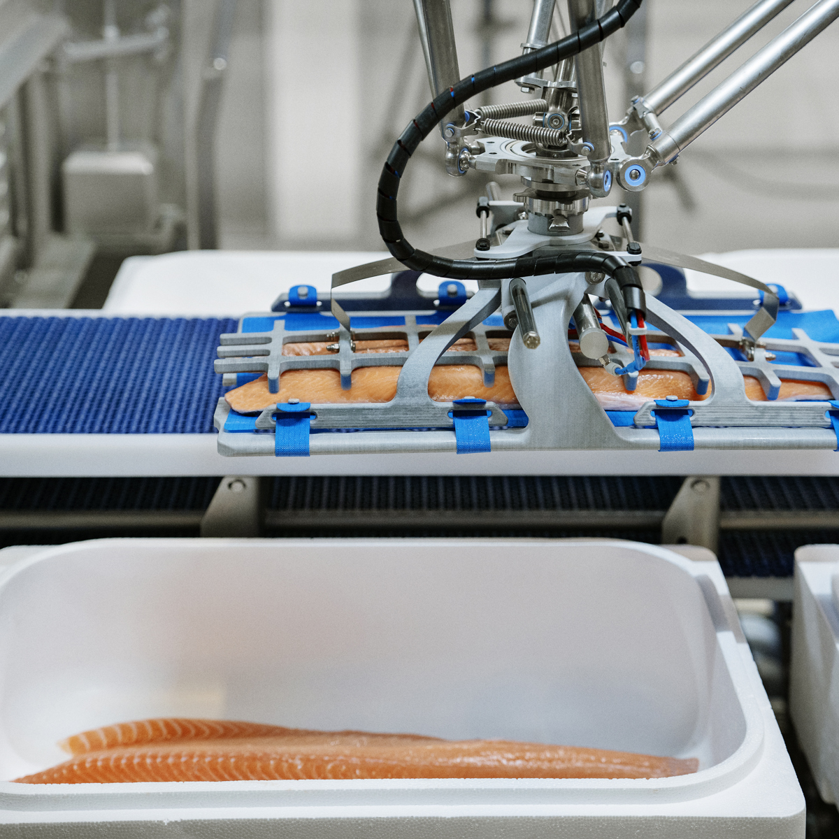 Fish packing perfected with robotics | Marel