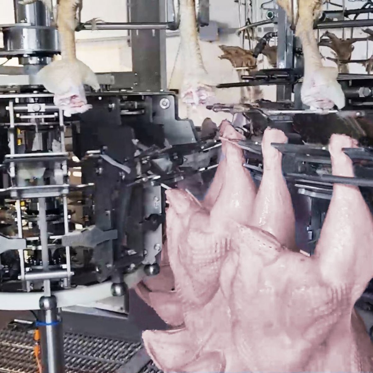 LineLink DE-T for ultra-reliable turkey transfer | Marel