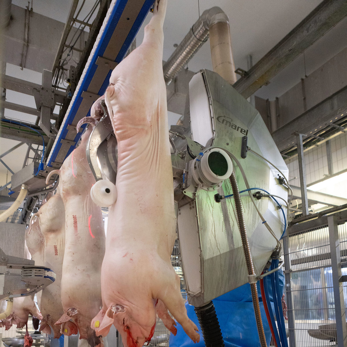 MSS-TT M-Line Splitting Saw | Marel