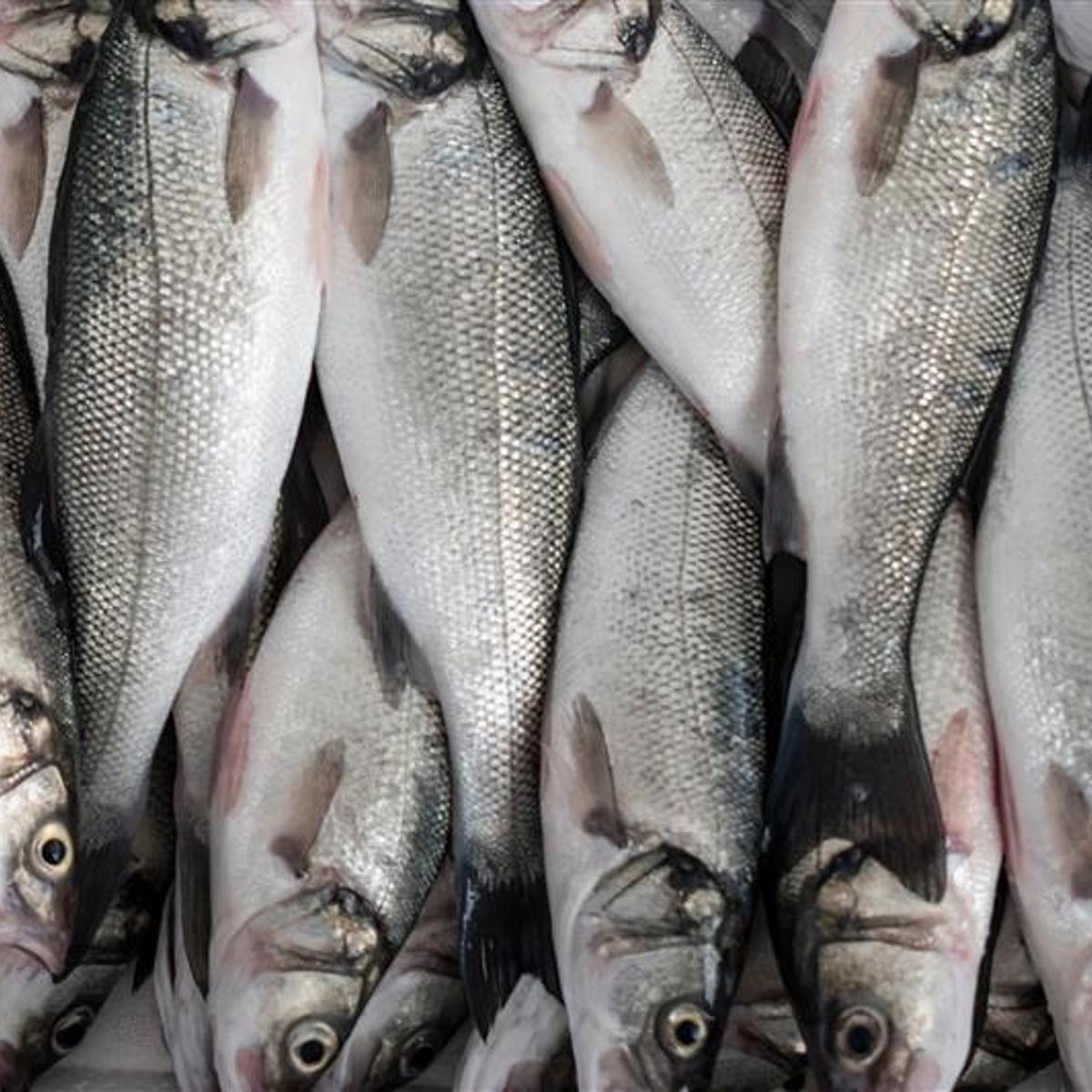 Grading for profit: Why automation beats manual sorting | Marel