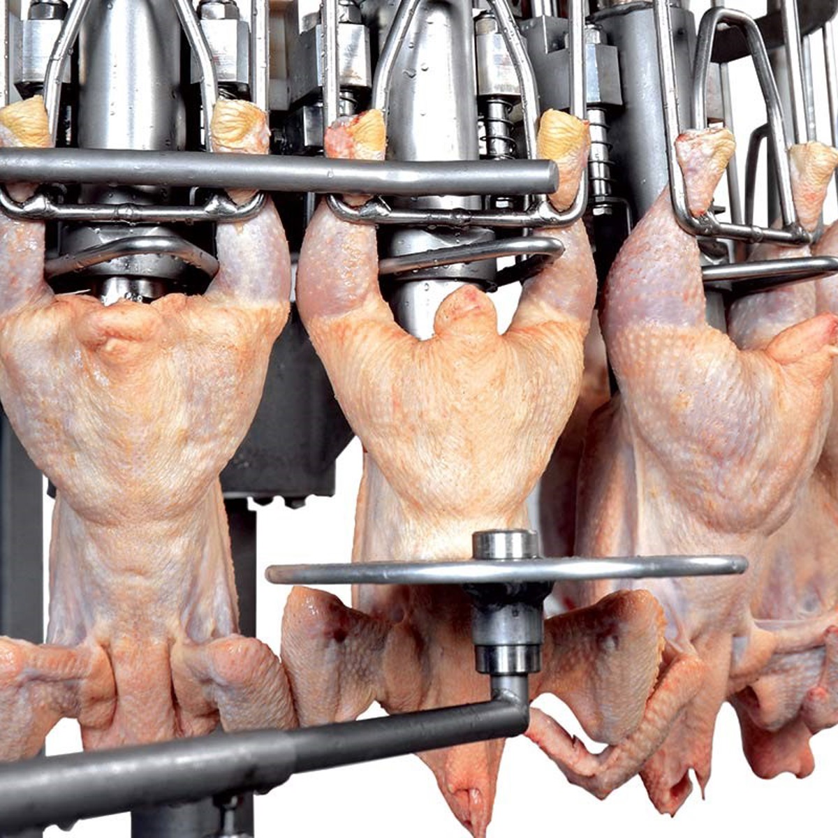 Extractor automático de grasa | Marel